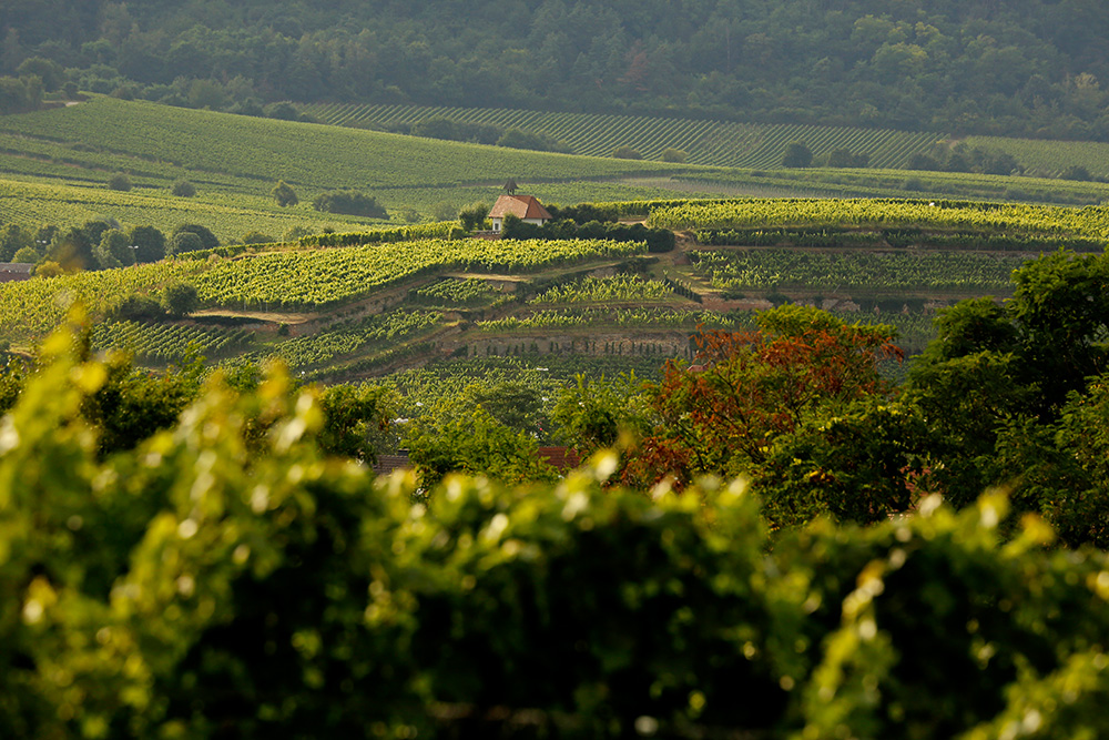 Urgestein-Riesling-4786 - Weingut Mesel